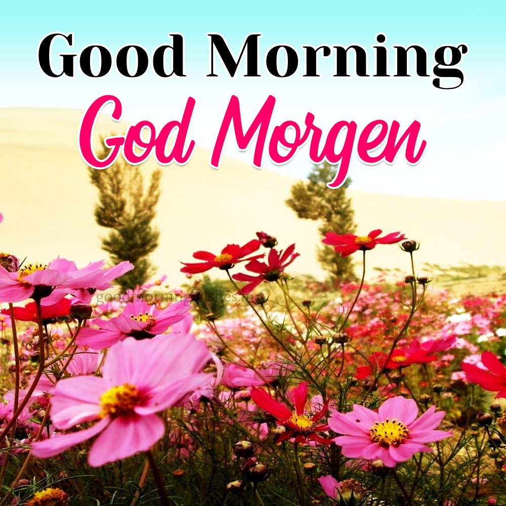 Good Morning in Norwegian (God Morgen) – Wishes, Images & Status - Good ...