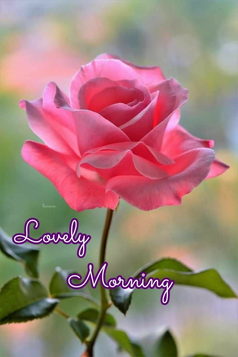 180+ Great Good Morning Rose Images and Wishes - Good Morning Wishes
