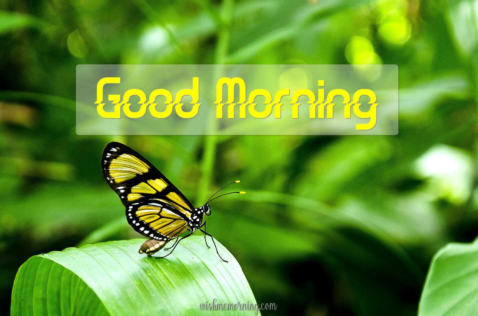 100+ Green Good Morning Images & Wishes - Good Morning Wishes