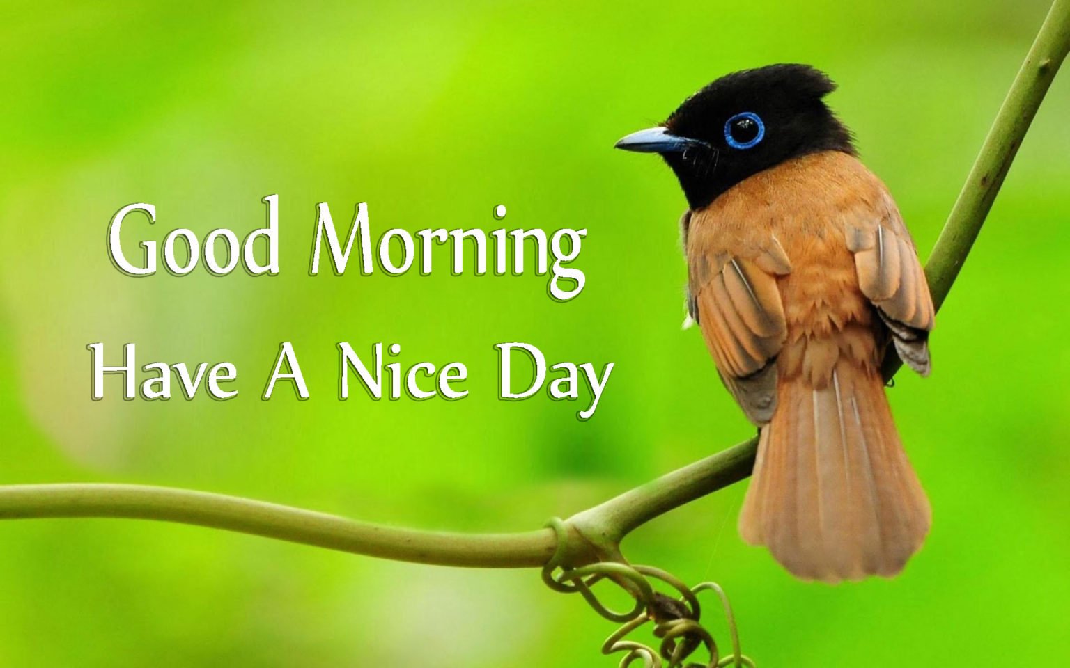 140+ Bird Good Morning Nature Images & Wishes For You - Good Morning ...