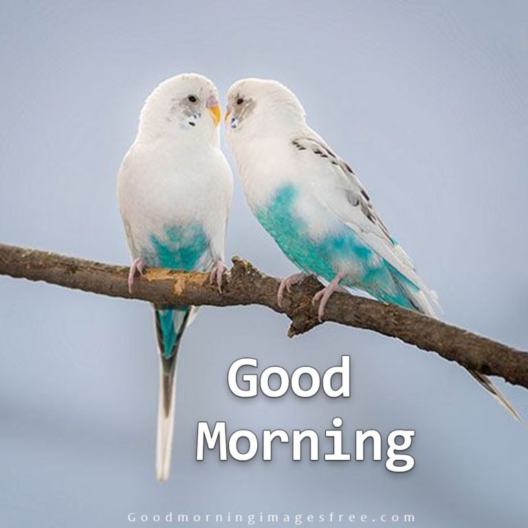 140+ Bird Good Morning Nature Images & Wishes For You - Good Morning ...