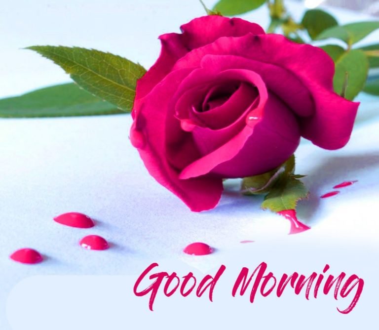 70+ Good Morning Pink Roses Images & Wishes - Good Morning Wishes ...