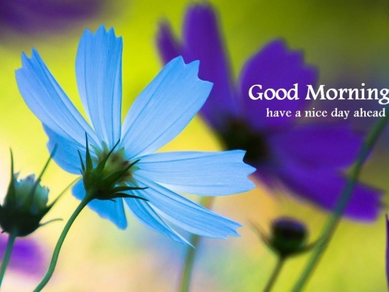 60+ Good Morning Blue Flowers Images & Wishes - Good Morning Wishes