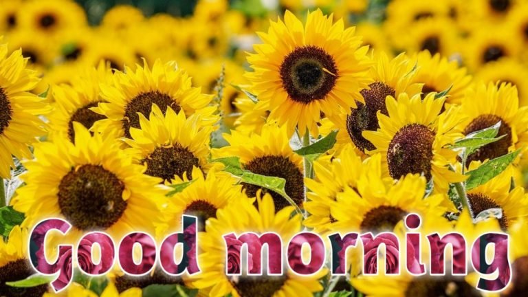 100+ Good Morning Wishes – Yellow Flowers Images - Good Morning Wishes ...