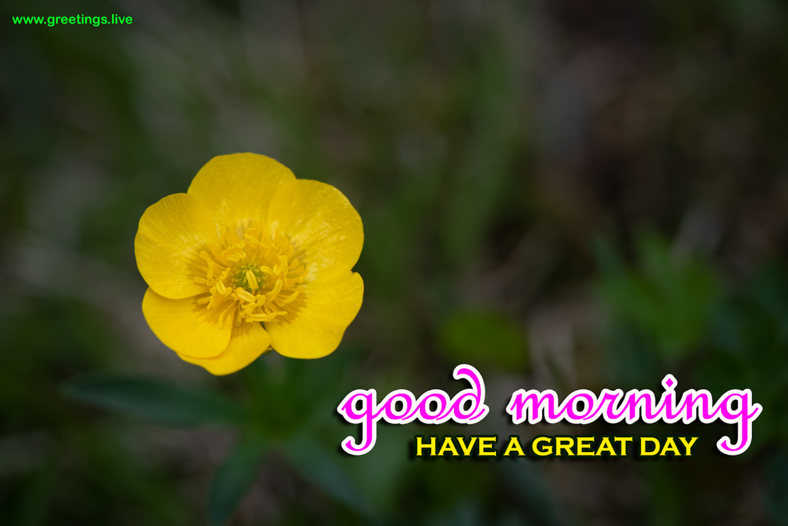 100+ Good Morning Wishes – Yellow Flowers Images - Good Morning Wishes ...