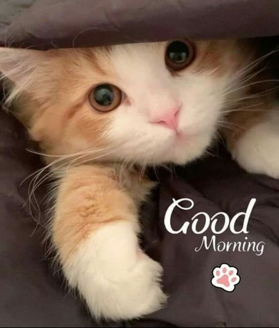 40+ Good Morning Cat And Kitten Image & GIFs - Good Morning Wishes