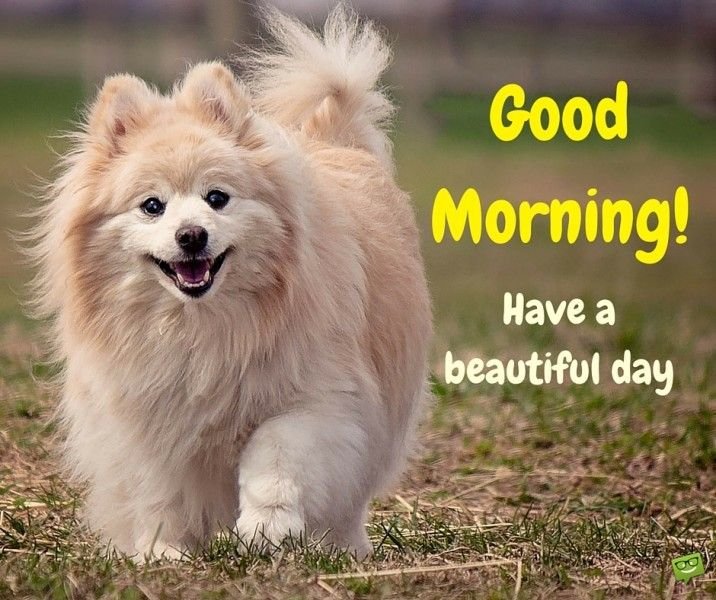 50+ Good Morning Dog And Puppy Images & GIFs - Good Morning Wishes