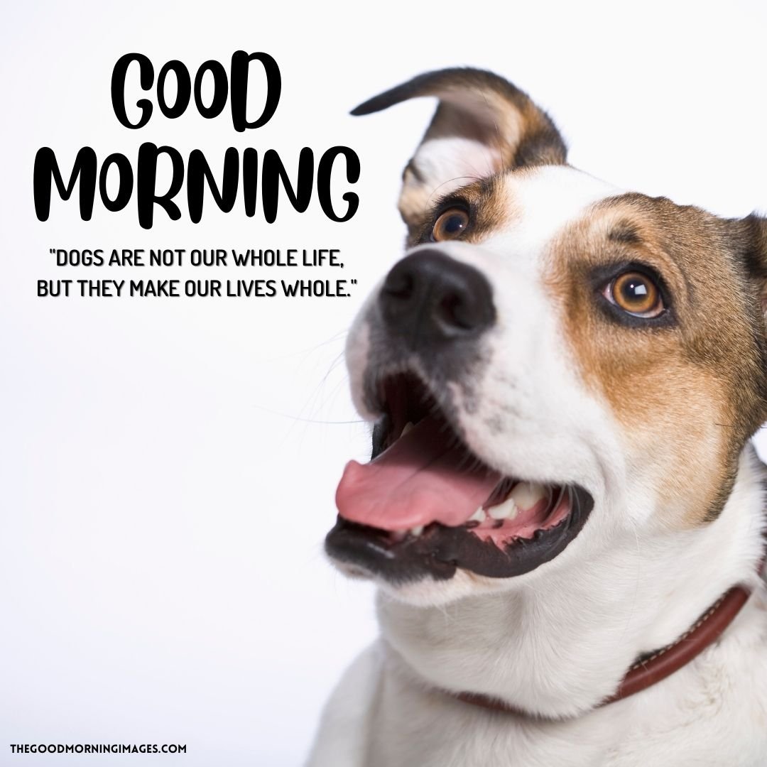 50+ Good Morning Dog And Puppy Images & GIFs - Good Morning Wishes