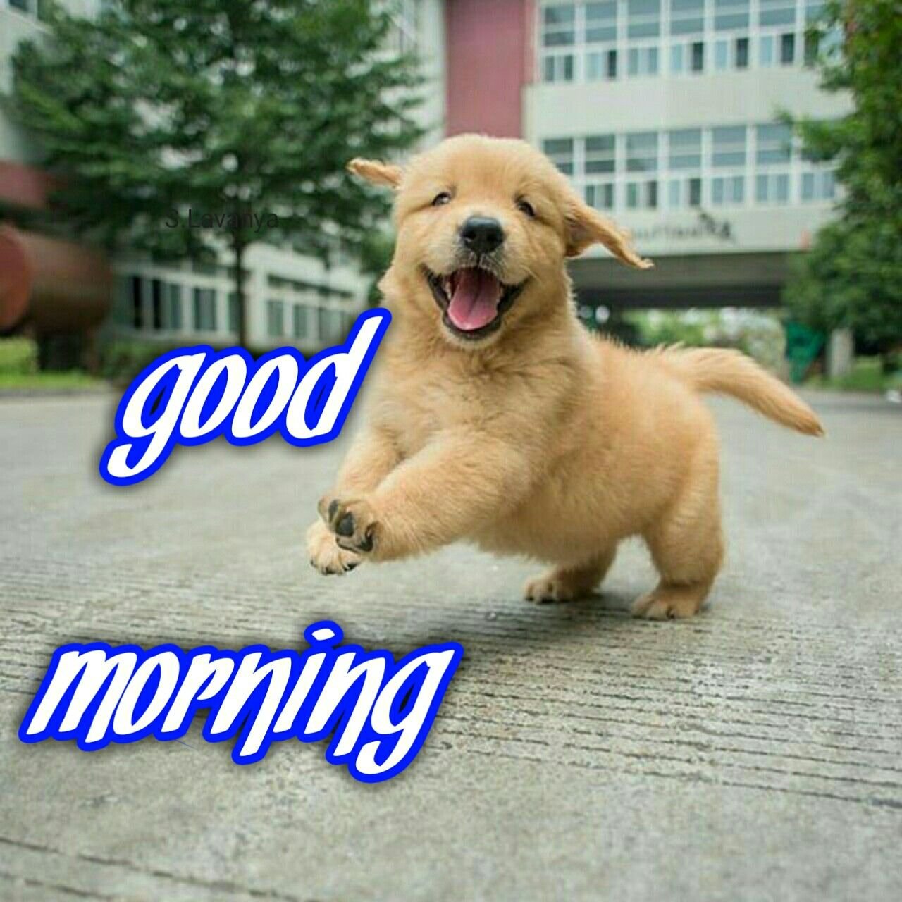 50+ Good Morning Dog And Puppy Images & GIFs - Good Morning Wishes