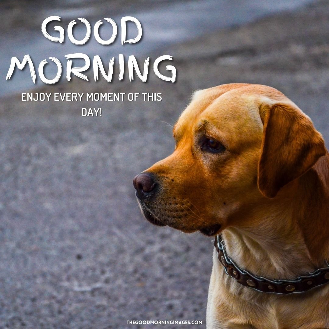 50+ Good Morning Dog And Puppy Images & GIFs - Good Morning Wishes