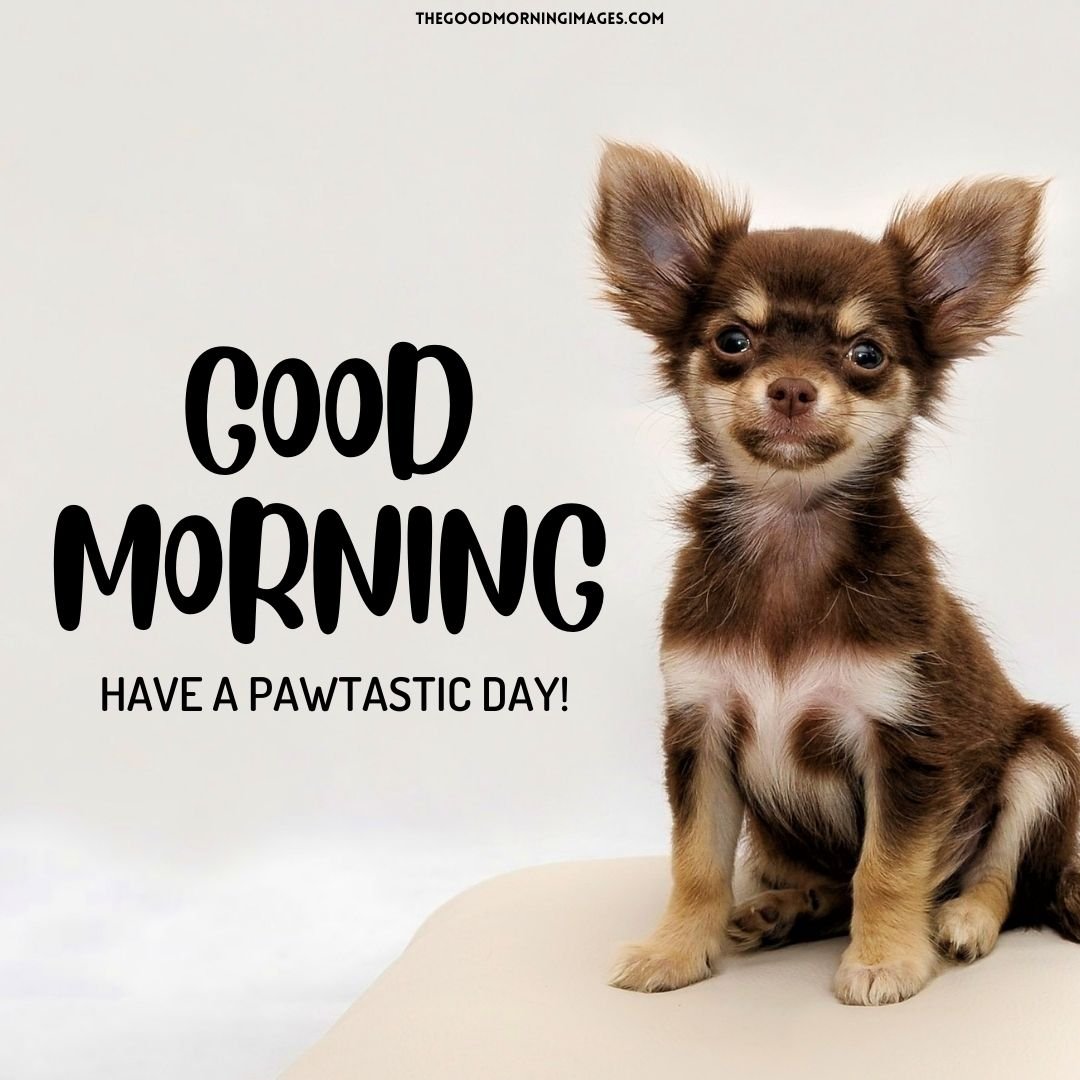 50+ Good Morning Dog And Puppy Images & GIFs - Good Morning Wishes