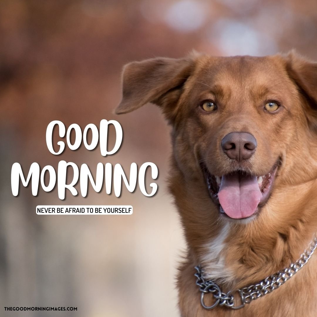 50+ Good Morning Dog And Puppy Images & GIFs - Good Morning Wishes
