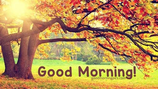 140+ Good Morning Fall Wishes, GIFs & Images - Good Morning Wishes