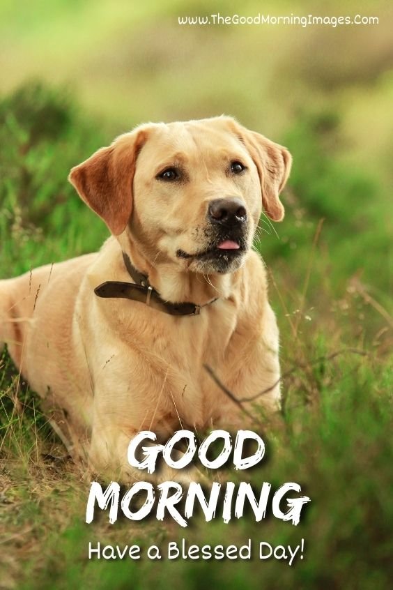 50+ Good Morning Dog And Puppy Images & GIFs - Good Morning Wishes