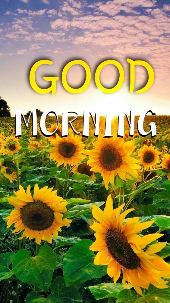 40+ Good Morning Sunflower Images - Good Morning Wishes