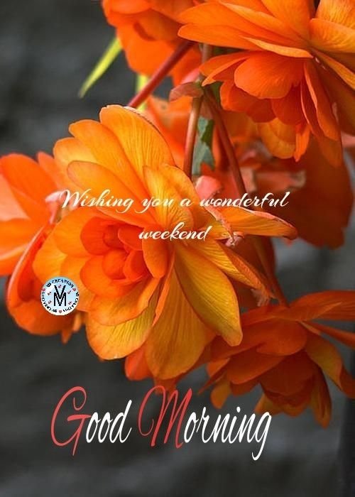 25+ Good Morning Orange Flowers Pictures - Good Morning Wishes