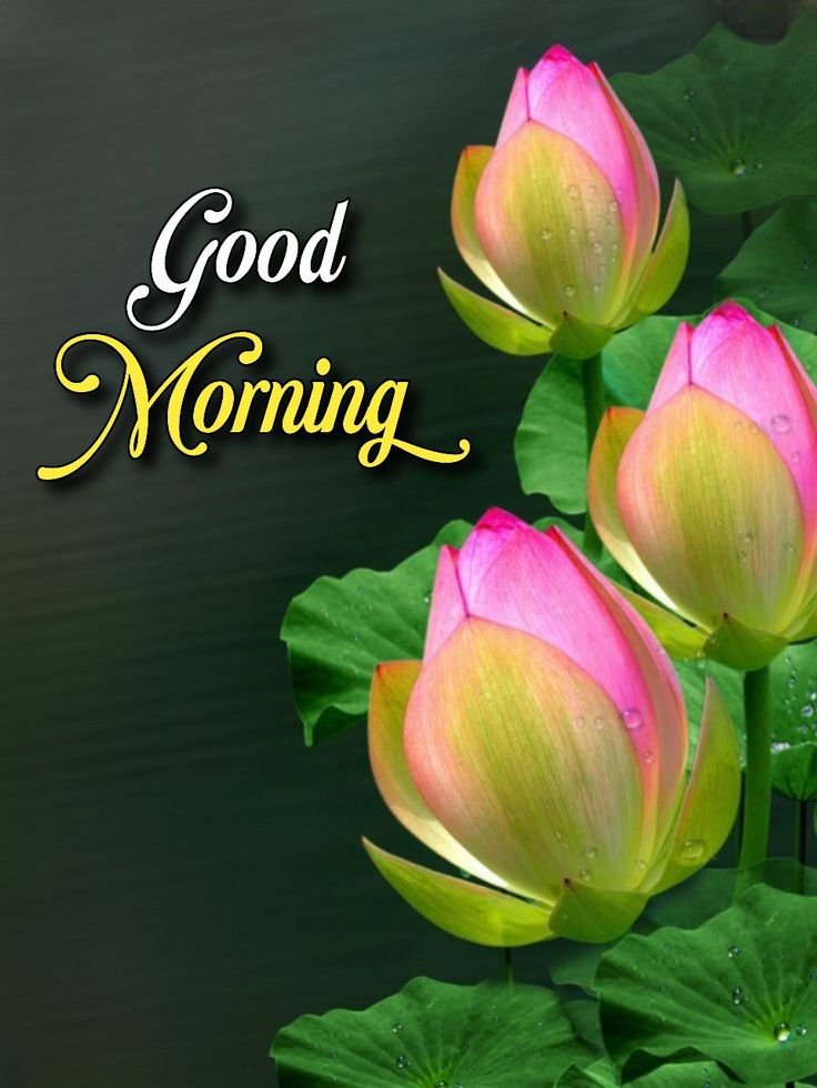 50+ Good Morning Lotus Images - Good Morning Wishes