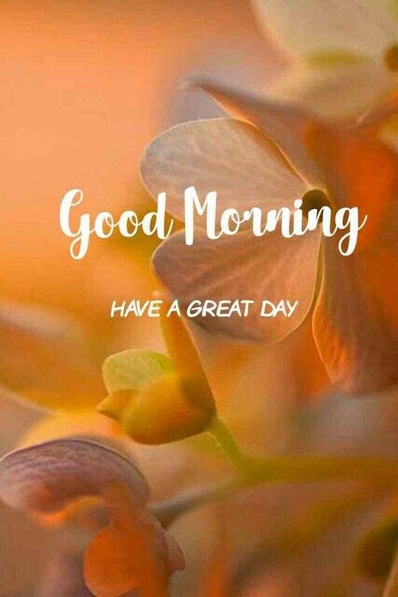 25+ Good Morning Orange Flowers Pictures - Good Morning Wishes