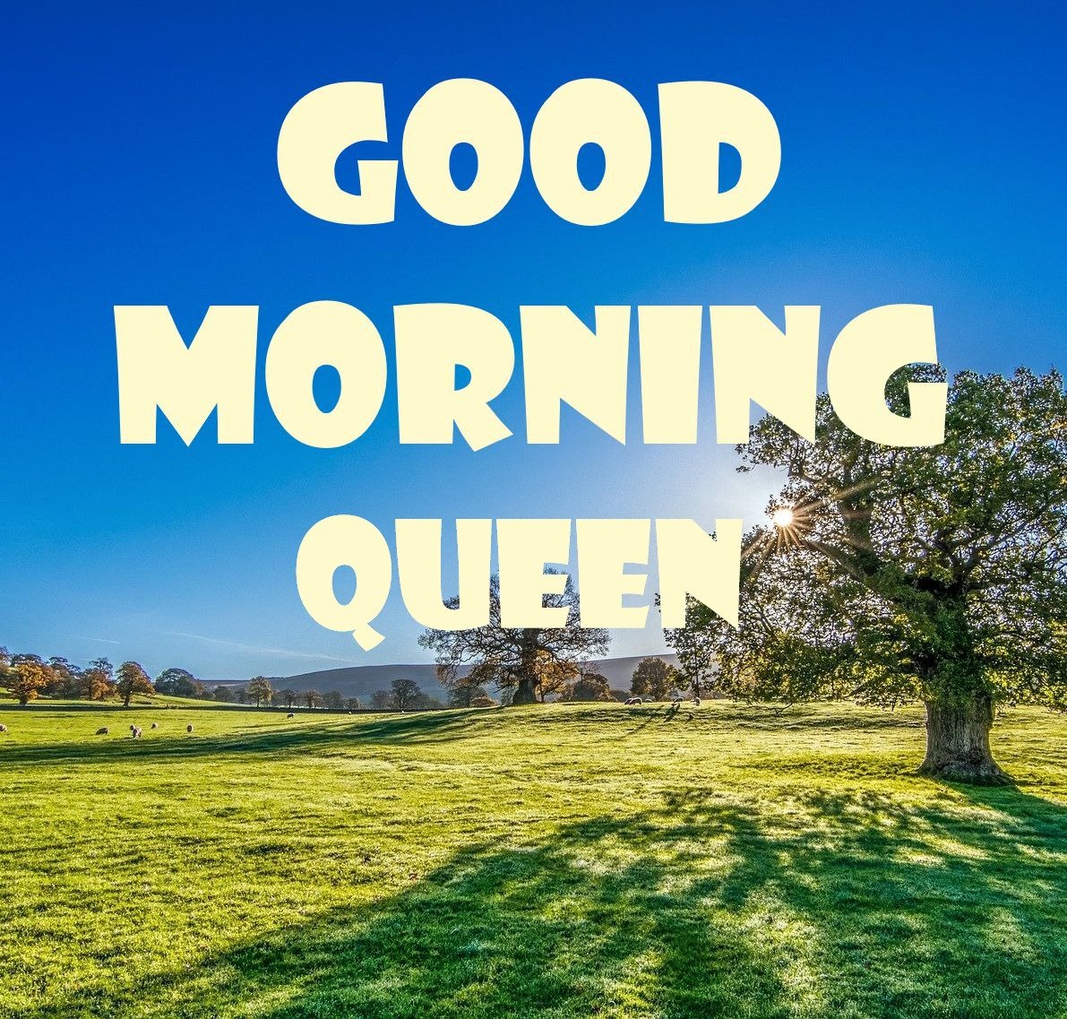 35+ Good Morning Queen Images - Good Morning Wishes