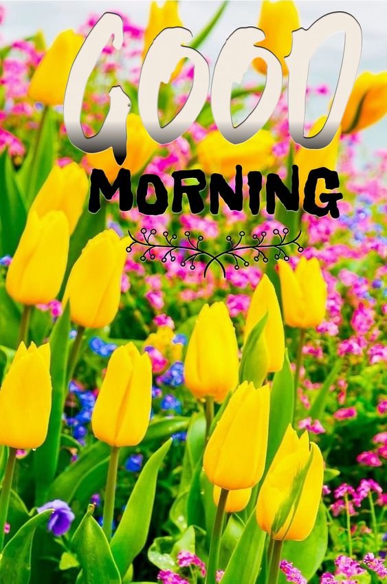 35+ Good Morning Garden Flowers Images - Good Morning Wishes