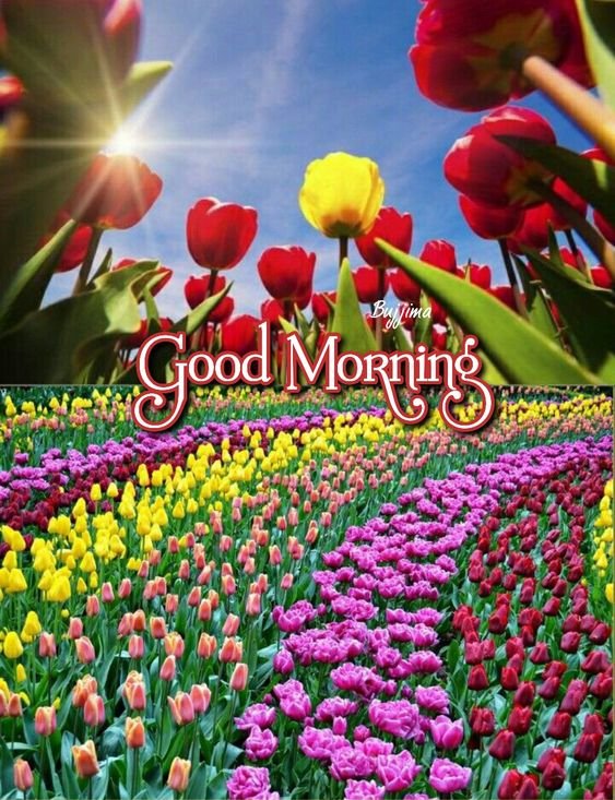 35+ Good Morning Garden Flowers Images - Good Morning Wishes