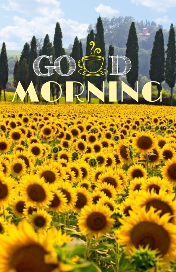 35+ Good Morning Garden Flowers Images - Good Morning Wishes