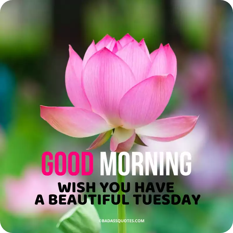 50+ Good Morning Lotus Images - Good Morning Wishes