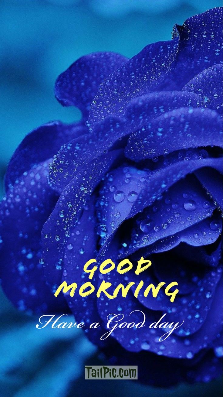 60+ Good Morning Blue Rose Images & GIFs - Good Morning Wishes