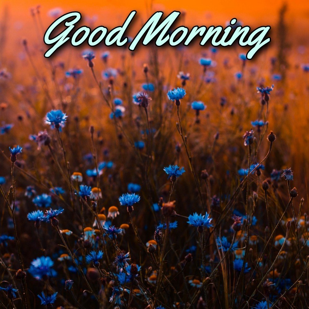 100+ Good Morning Wishes & Glitter GIFs For Your Partner - Good Morning ...
