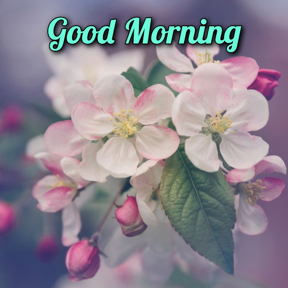 35+ Good Morning Garden Flowers Images - Good Morning Wishes