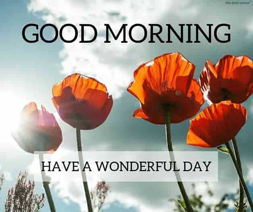 25+ Good Morning Orange Flowers Pictures - Good Morning Wishes