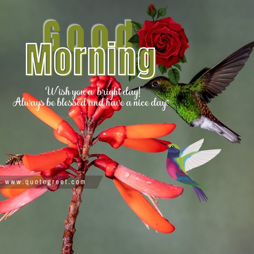 25+ Good Morning Red Flowers Pictures - Good Morning Wishes