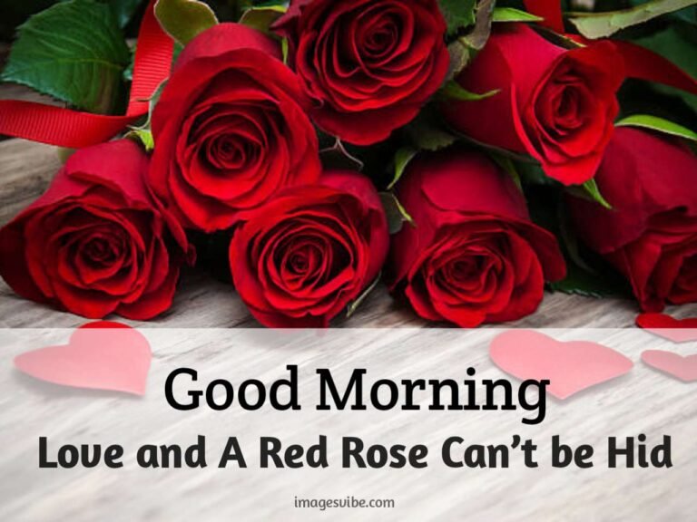 25+ Good Morning Rose Images - Good Morning Wishes