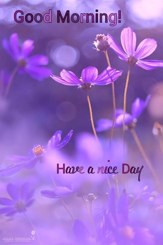 30+ Good Morning Purple Flowers Images - Good Morning Wishes