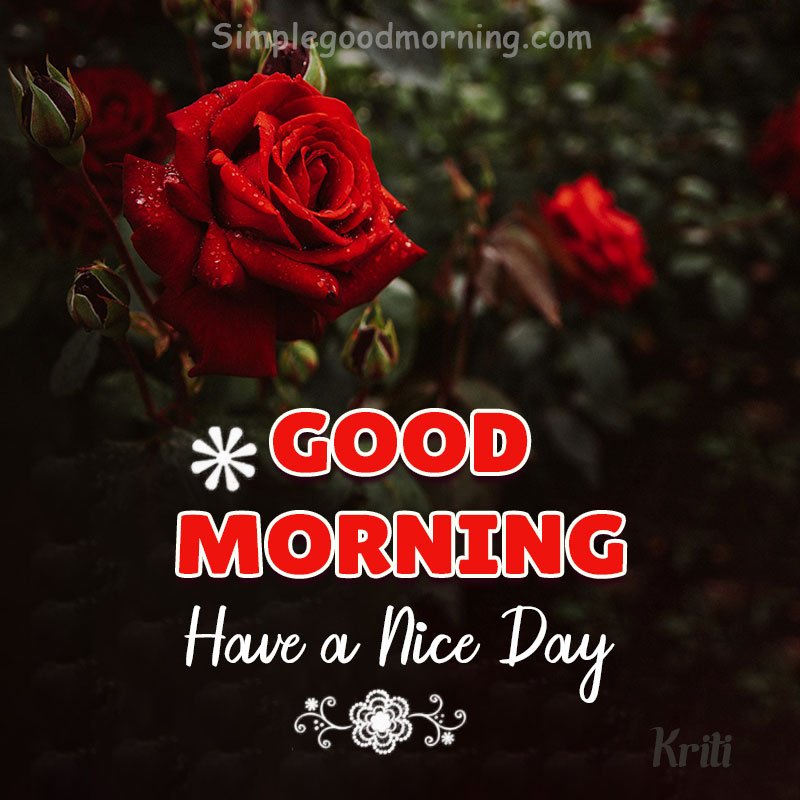 25+ Good Morning Red Rose Images - Good Morning Wishes