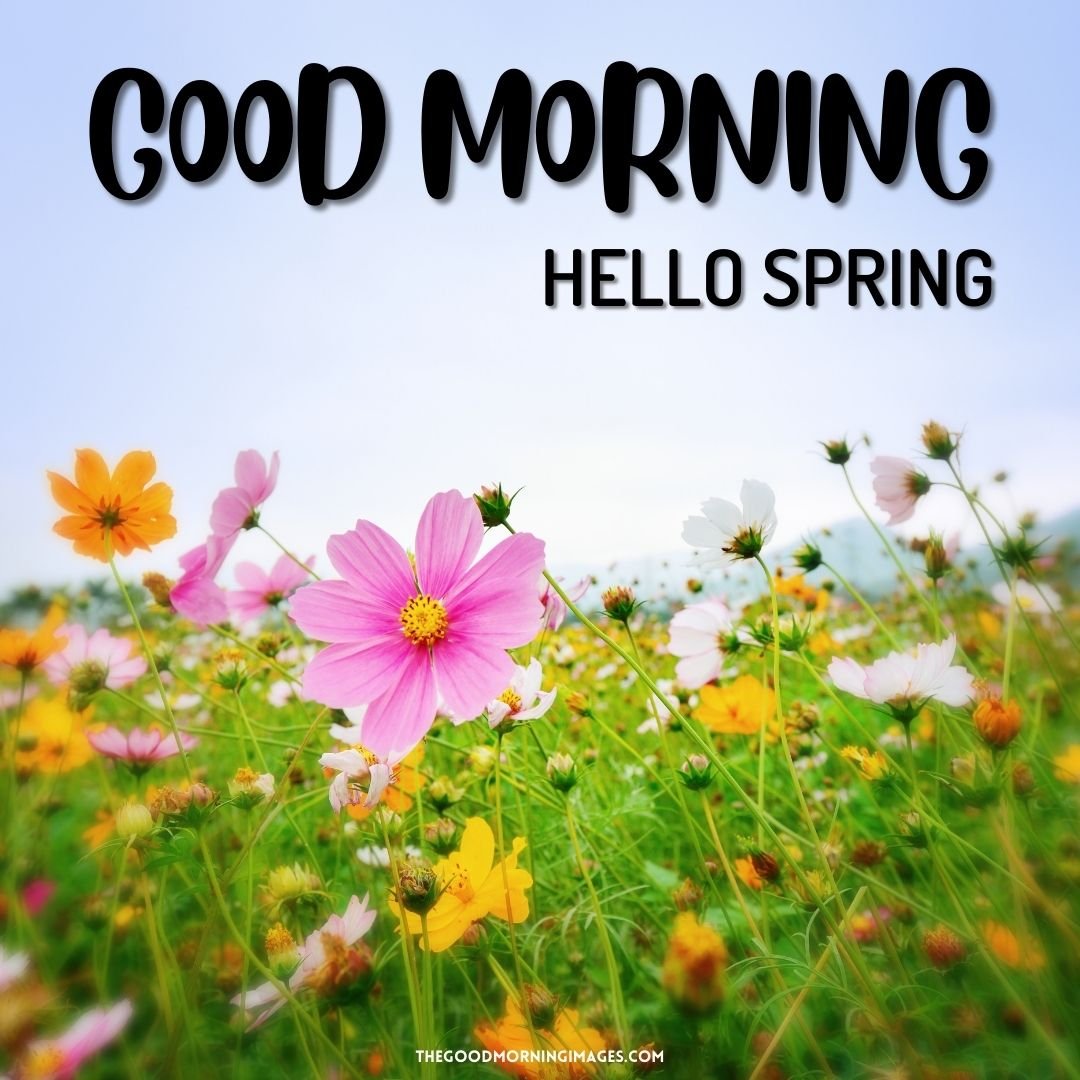35+ Good Morning Garden Flowers Images - Good Morning Wishes