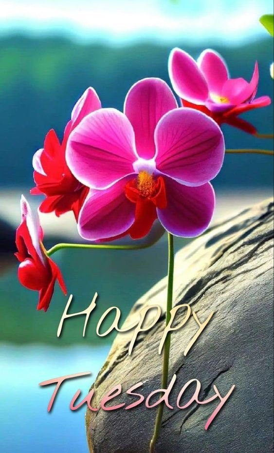 35+ Good Morning Pink Flowers Images - Good Morning Wishes