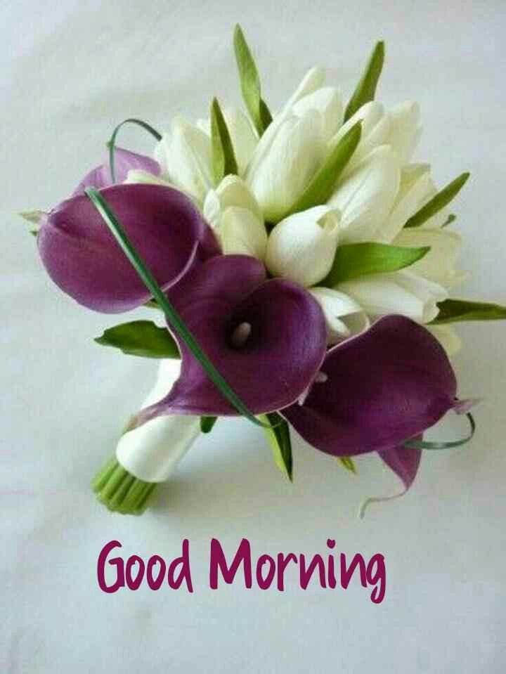 30+ Good Morning Lotus Flower Images - Good Morning Wishes