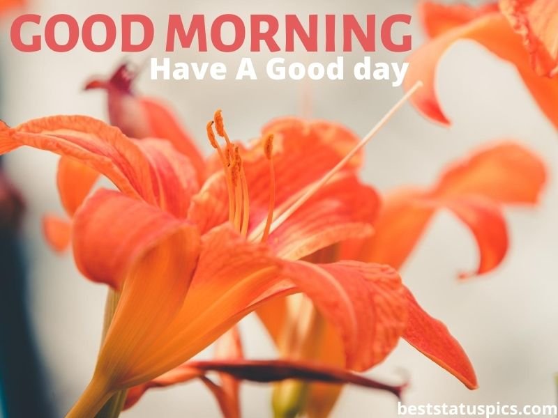 30+ Good Morning Lotus Flower Images - Good Morning Wishes