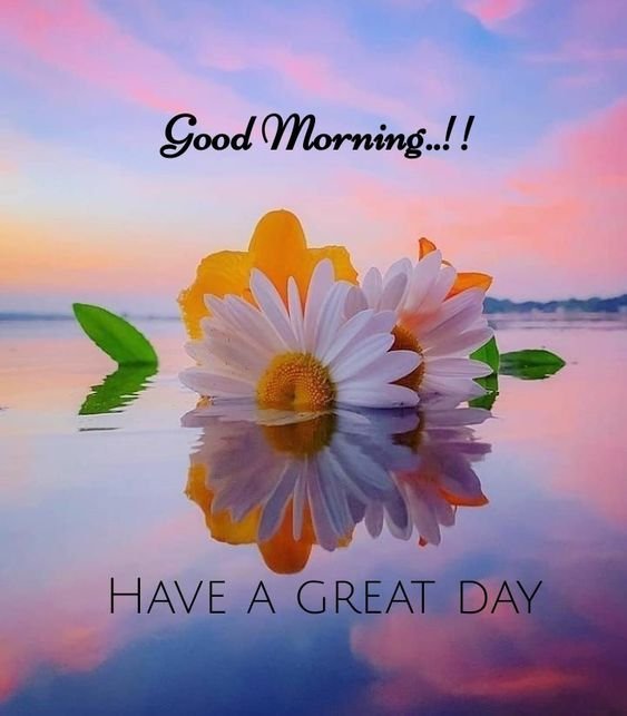 30+ Good Morning Daisy Flower Images - Good Morning Wishes