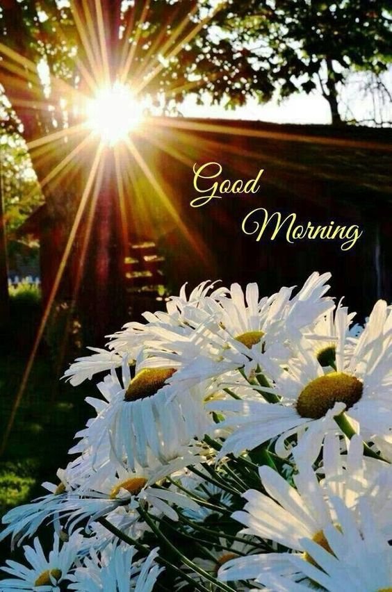 30+ Good Morning Daisy Flower Images - Good Morning Wishes