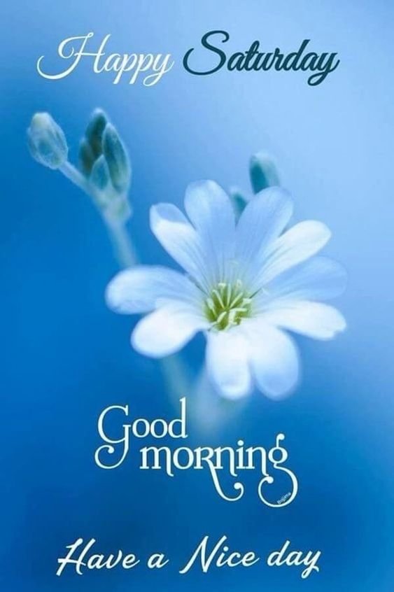 30+ Good Morning Blue Flowers Pictures - Good Morning Wishes