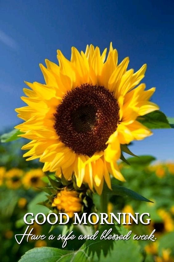 40+ Good Morning Sunflower Images - Good Morning Wishes