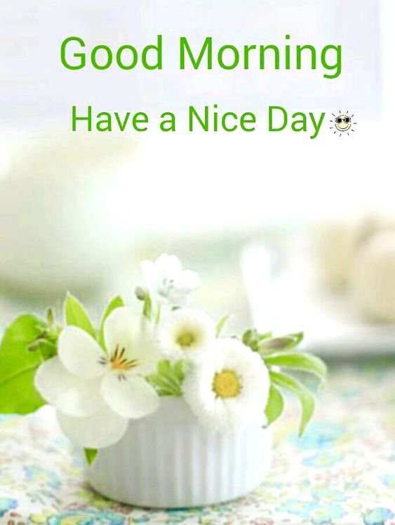 30+ Good Morning Daisy Flower Images - Good Morning Wishes
